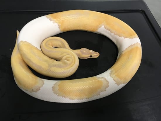 Dreamsicle Adult Ball Python by Cooper Reptiles