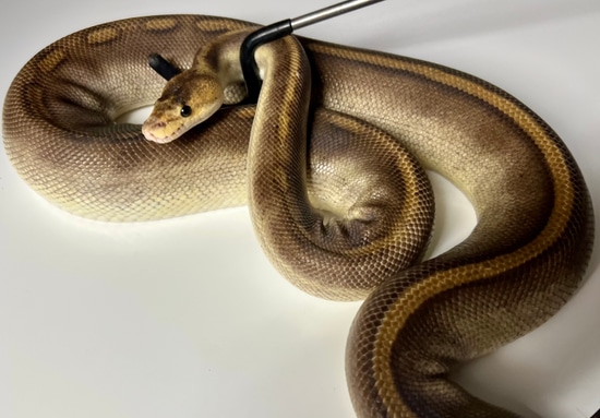 Champagne Female CB18 Ball Python by CopperheadReptiles