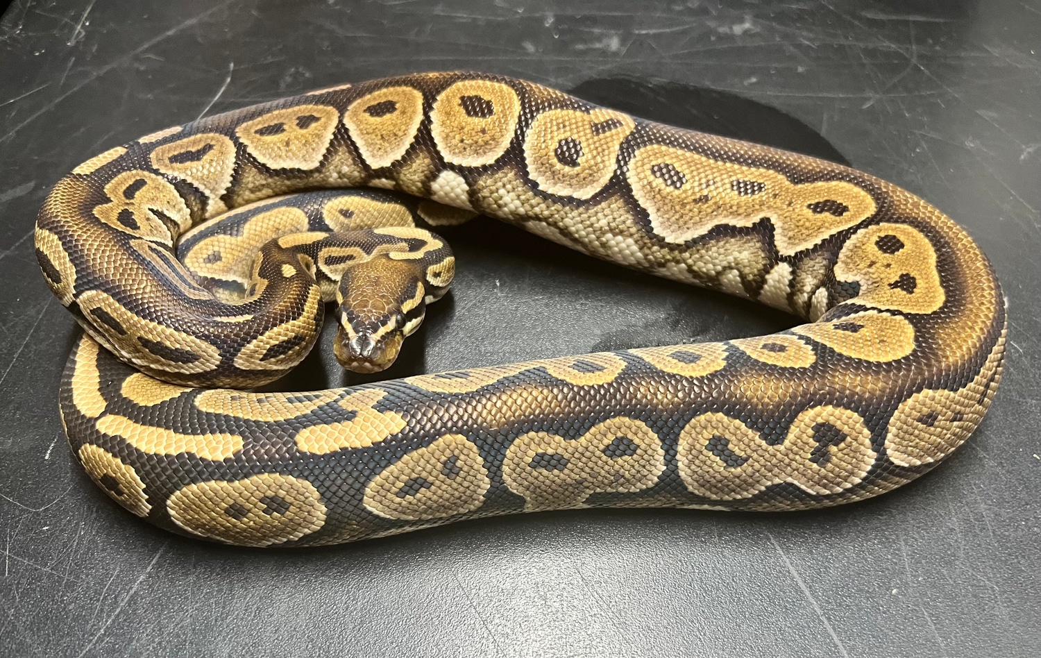 R&r Hra Ball Python by CopperheadReptiles - MorphMarket