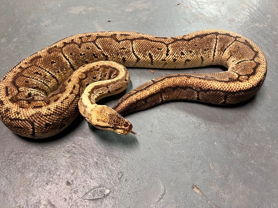 Lemonblast Female CB15 Ball Python by CopperheadReptiles