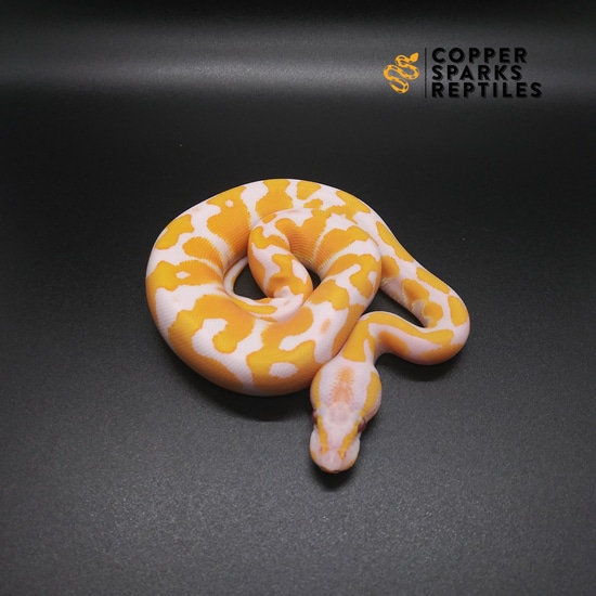 Leopard Lavender Albino 100% Het. Pied Ball Python by Copper Sparks ...