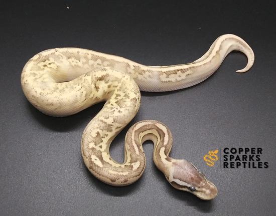 Black Pewter Fire 50% Het. Pied Ball Python by Copper Sparks Reptiles LLC