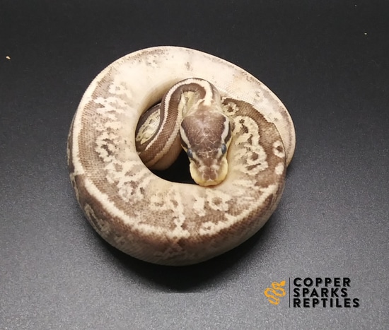Black Pewter Fire 50% Het. Pied Ball Python by Copper Sparks Reptiles LLC