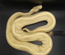 Champagne Ball Pythons for Sale - MorphMarket US & Canada