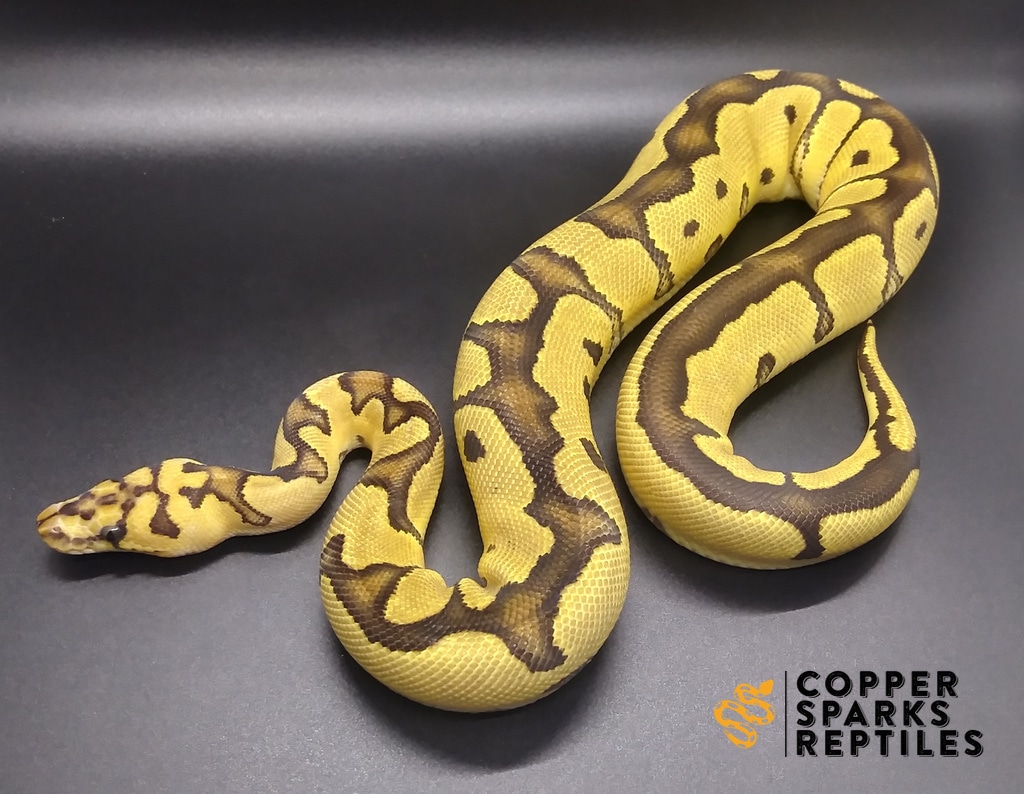 Fire Clown Ball Python by Copper Sparks Reptiles LLC - MorphMarket