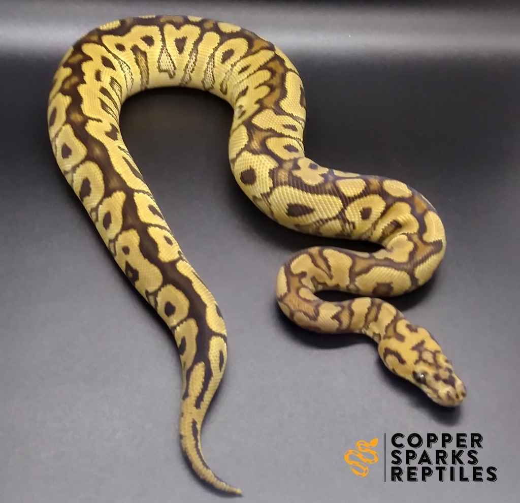 Spotnose Clown Ball Python by Copper Sparks Reptiles LLC - MorphMarket