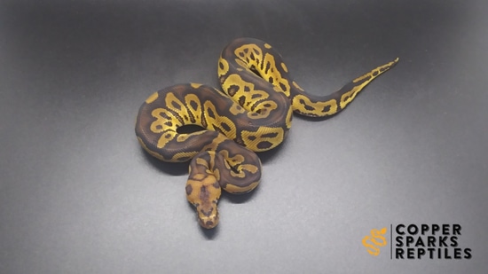 Yellowbelly Clown 100% Het. Pied Ball Python by Copper Sparks Reptiles LLC
