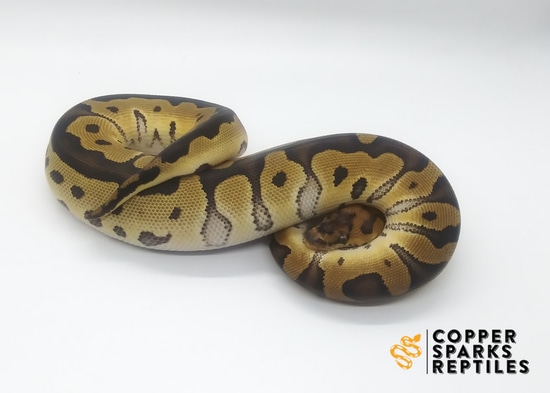 Yellowbelly Clown 50% Het. Pied Ball Python by Copper Sparks Reptiles LLC