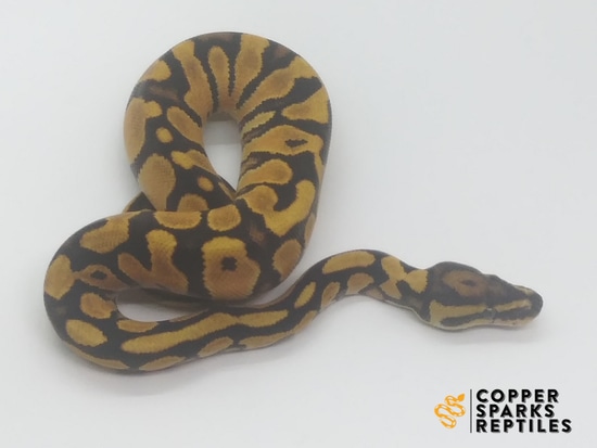 Orange Dream Pastel Het. Clown Possible Fire Ball Python by Copper ...