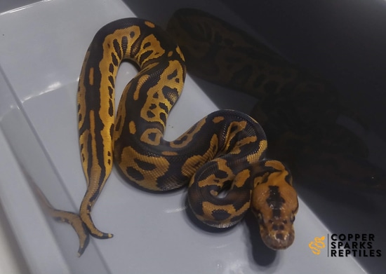 Leopard Copper Clown Ball Python by Copper Sparks Reptiles LLC