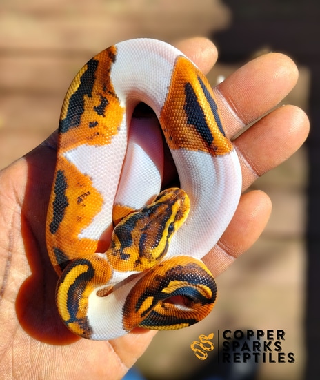 Yellow Belly Pied Het Clown Ball Python by Copper Sparks Reptiles LLC