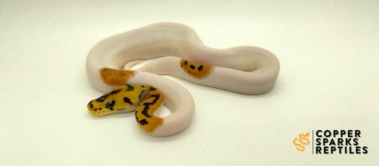 Clown Pied Ball Python by Copper Sparks Reptiles LLC