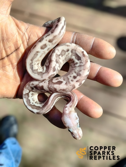 Black Pastel Pastel Fire Poss OD Ball Python by Copper Sparks Reptiles LLC