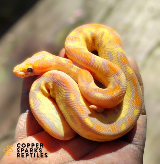 Banana Clown Ball Python by Copper Sparks Reptiles LLC