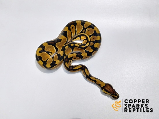 Orange Dream Het. Clown Ball Python by Copper Sparks Reptiles LLC