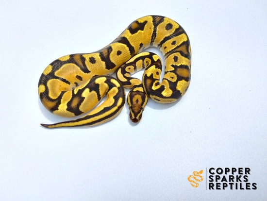 Orange Dream Pastel Fire Het. Clown Ball Python by Copper Sparks ...