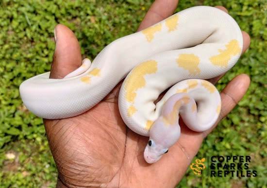 Super Fire Het. Clown Poss. OD Pastel Ball Python by Copper Sparks ...