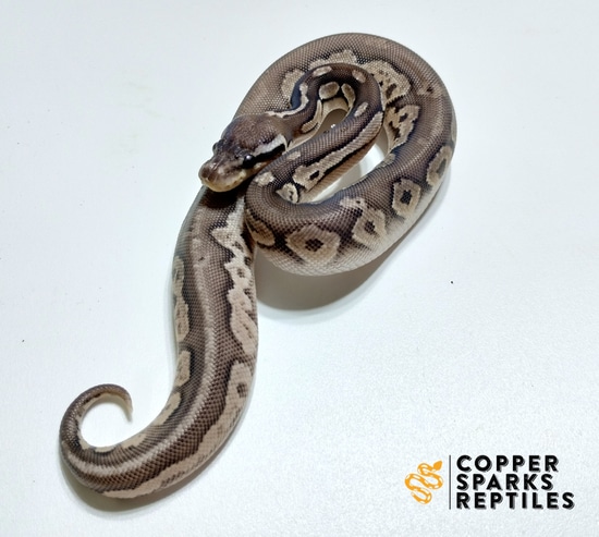 Black Pastel Pastel Poss OD 50% Het. Pied Ball Python by Copper Sparks ...