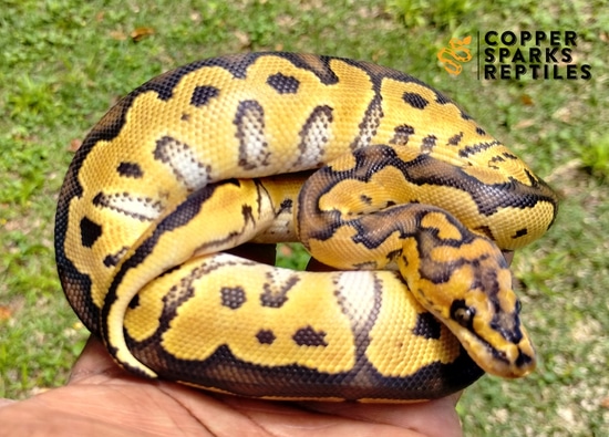 Clown Ball Python by Copper Sparks Reptiles LLC