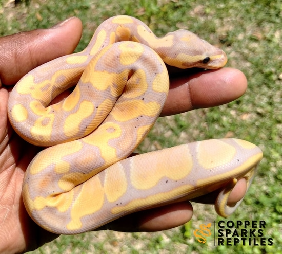 Banana Het Clown Ball Python by Copper Sparks Reptiles LLC