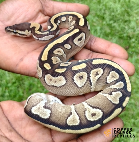 Mojave Het Clown 50% Pied Ball Python by Copper Sparks Reptiles LLC