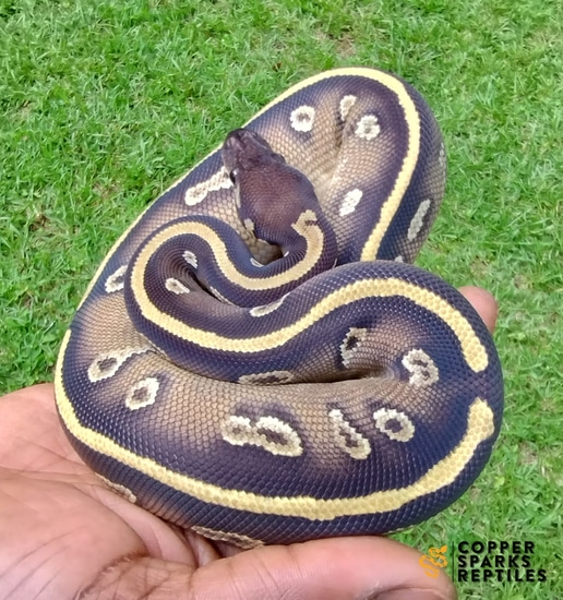 Black Head Mojave Yellow Belly Het. Clown 50% Pied Ball Python by ...