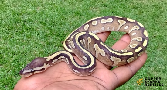 Mojave Het. Clown 50% Pied Ball Python by Copper Sparks Reptiles LLC