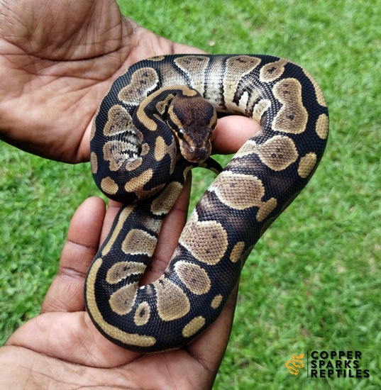 Copper Het Clown Ball Python by Copper Sparks Reptiles LLC