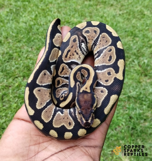 Copper Het Clown Ball Python by Copper Sparks Reptiles LLC