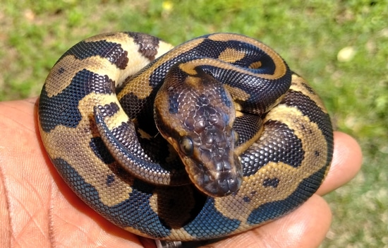 Copper Leopard Het. Clown Ball Python by Copper Sparks Reptiles LLC