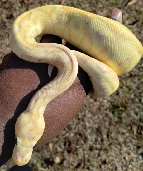 YB Banana Clown 50% Het. Pied Female Maker Ball Python by Copper Sparks ...