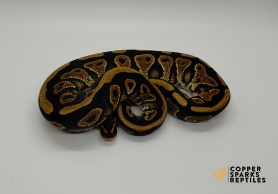 YellowBelly Dbl Het. Clown Pied Ball Python by Copper Sparks Reptiles LLC