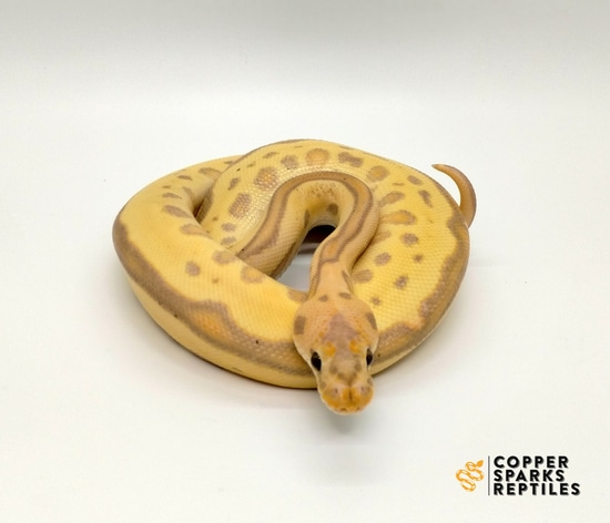 Banana Leopard Clown (Female Maker) Ball Python by Copper Sparks ...