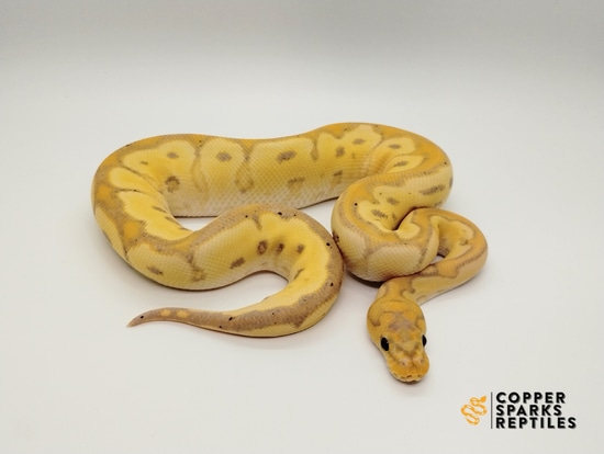 Banana Clown Ball Python by Copper Sparks Reptiles LLC