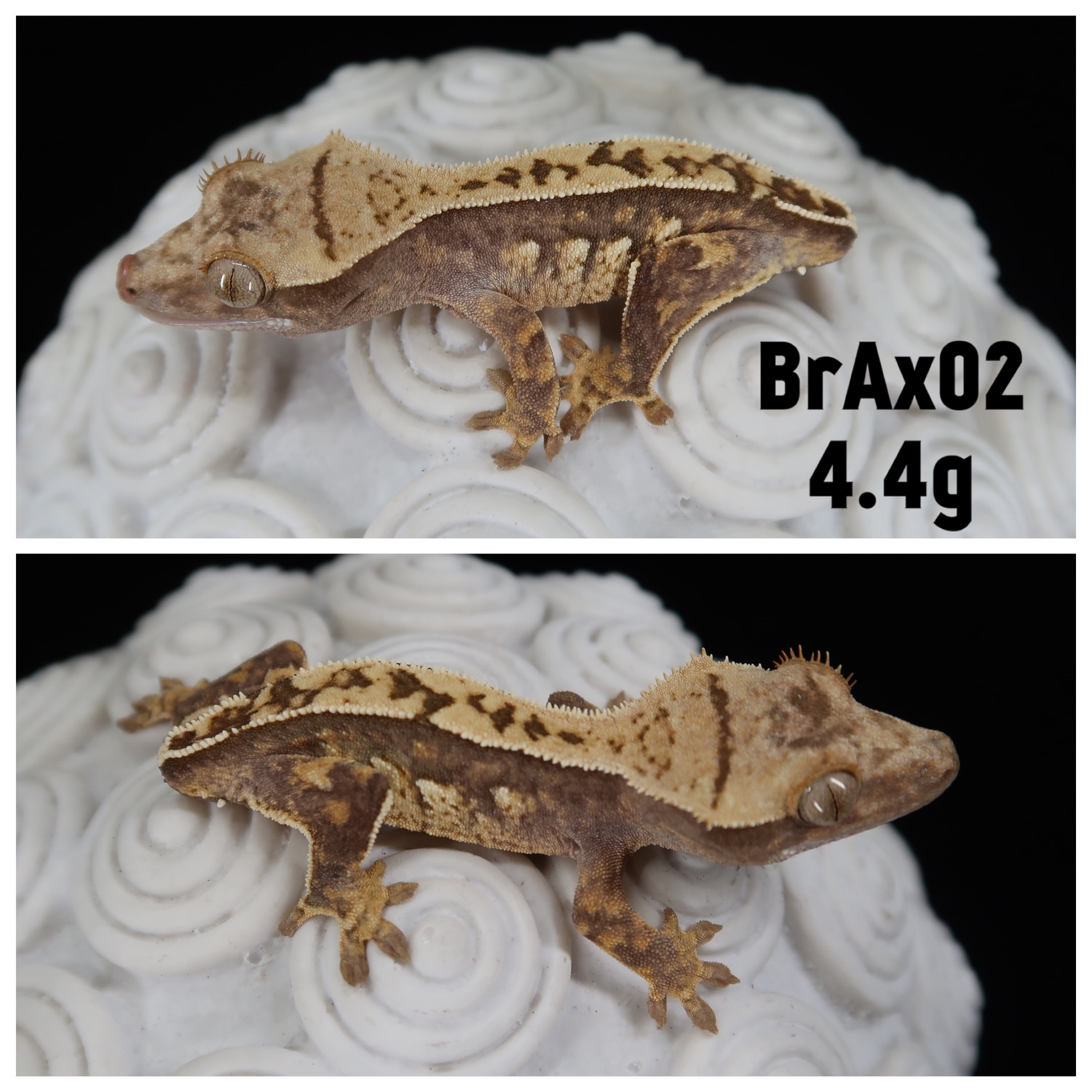 Tricolor Great Structure Crested Gecko by Copper State Cresteds ...
