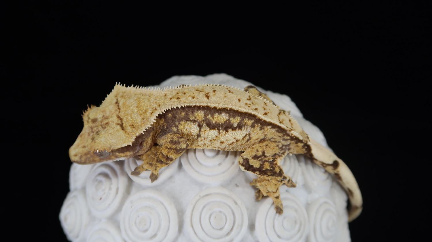 High End Female Tricolor Crested Gecko by Copper State Cresteds ...