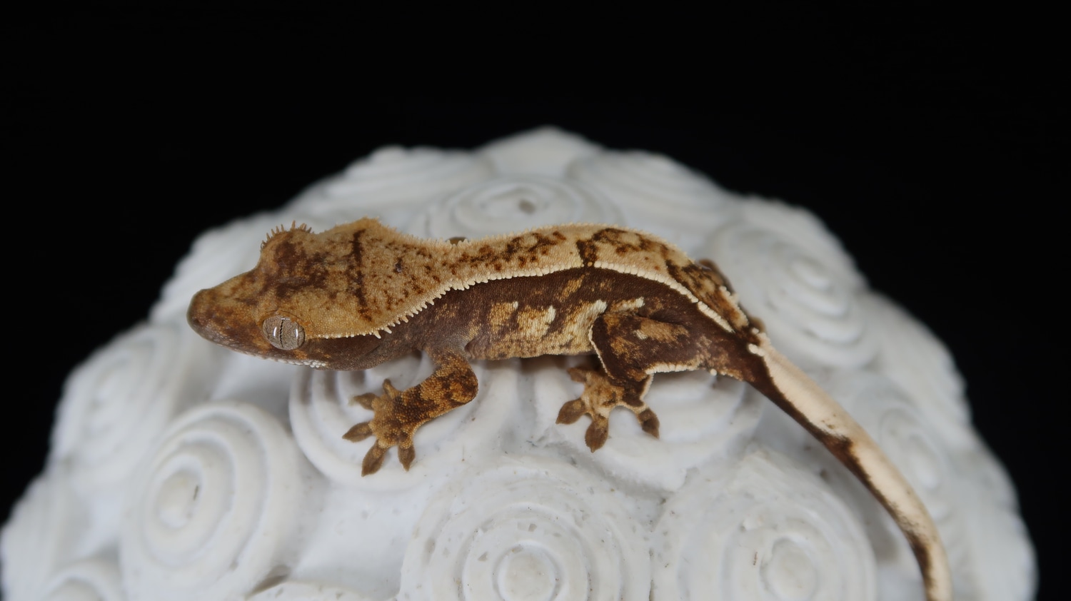 Tricolor Partial Pin Crested Gecko by Copper State Cresteds - MorphMarket