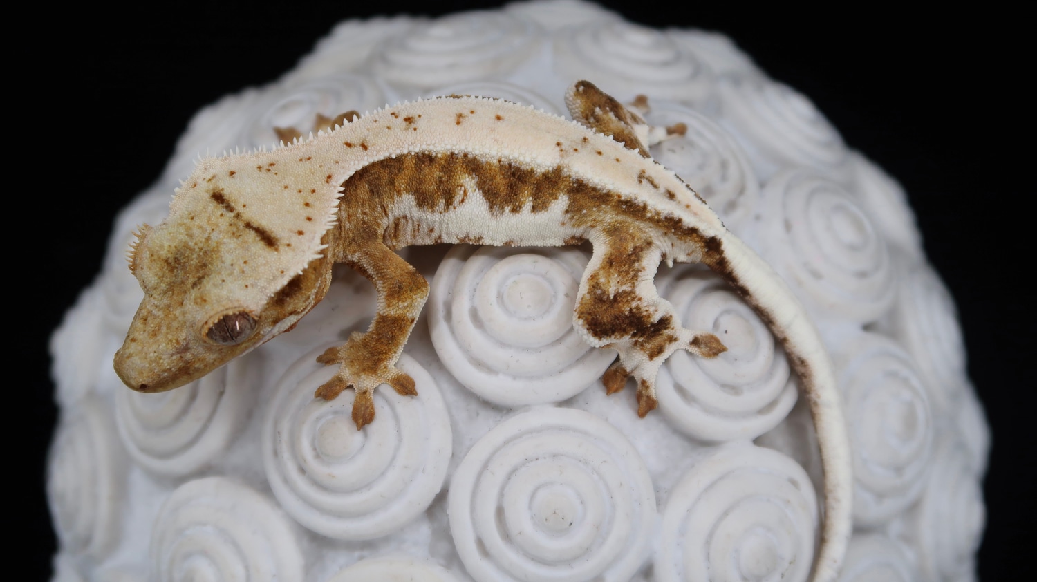 NPV Yellow Lilly White Crested Gecko by Copper State Cresteds - MorphMarket