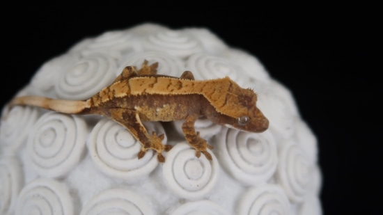 Nice Coverage Harlequin Crested Gecko by Copper State Cresteds