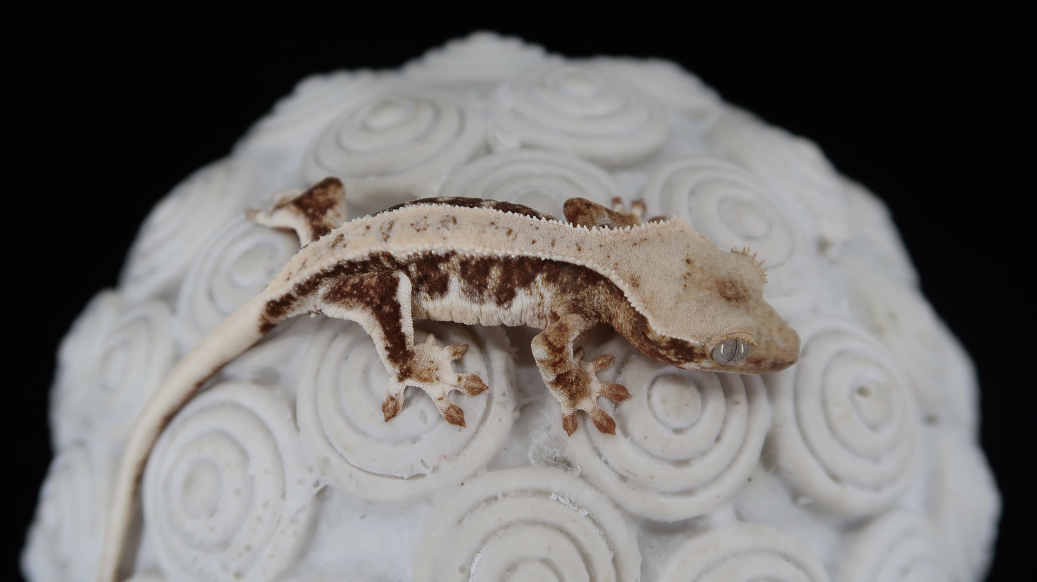 *CYBER MONDAY* Dark Contrast Lilly White NPV Crested Gecko by Copper ...