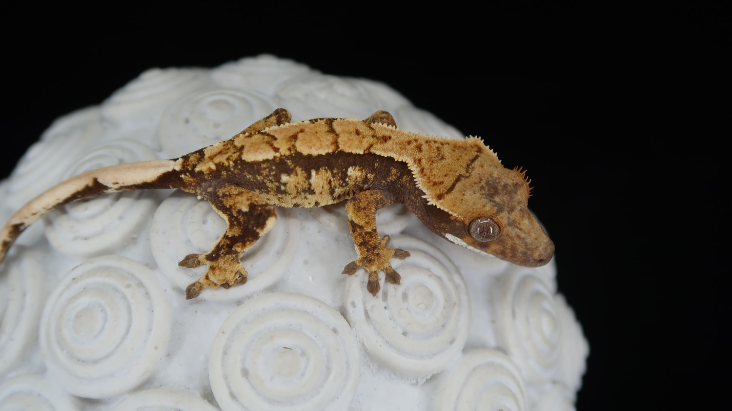 Creamy Tricolor Crested Gecko by Copper State Cresteds - MorphMarket