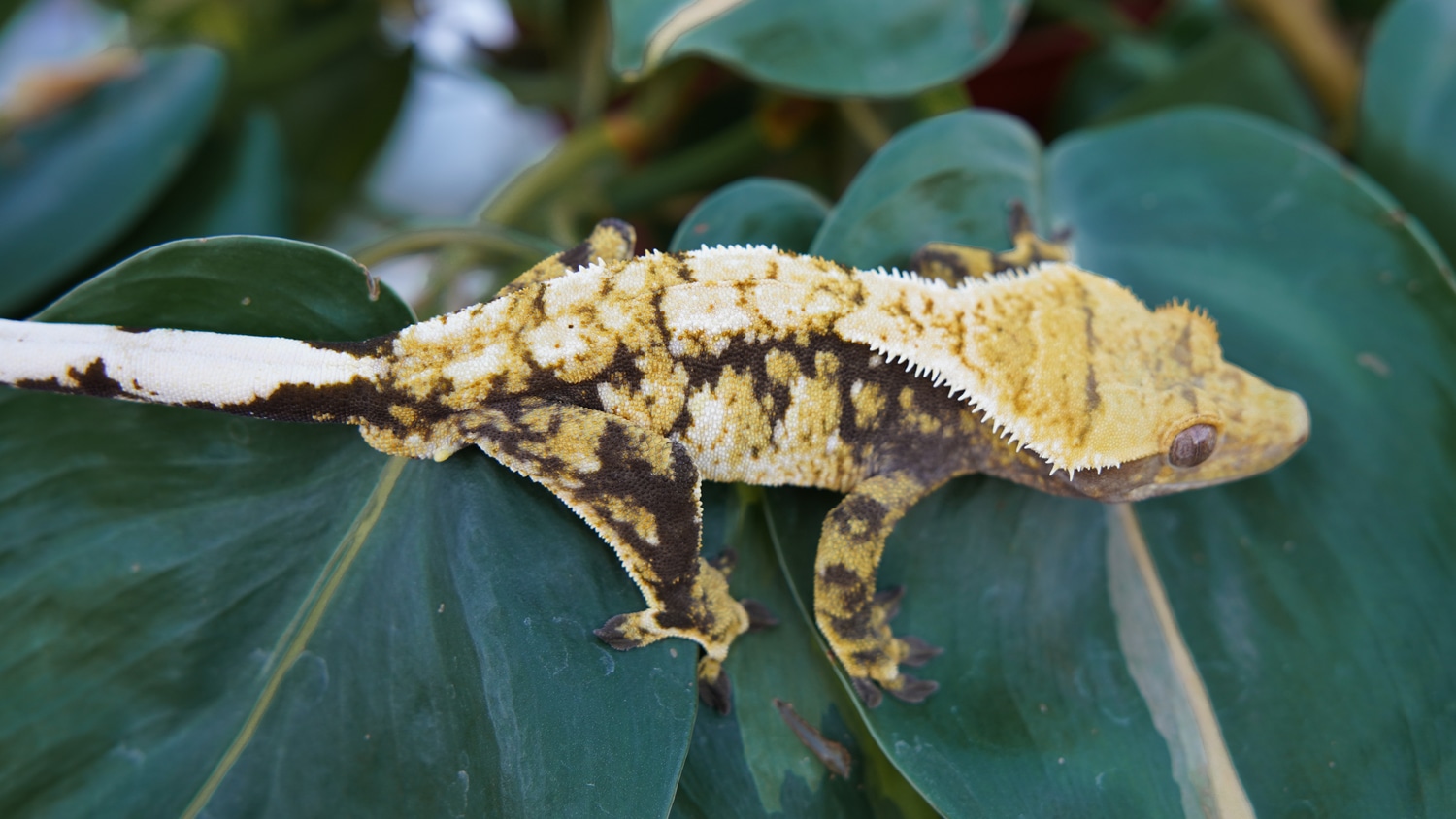 Drippy Tricolor Extreme Crested Gecko by Copper State Cresteds ...