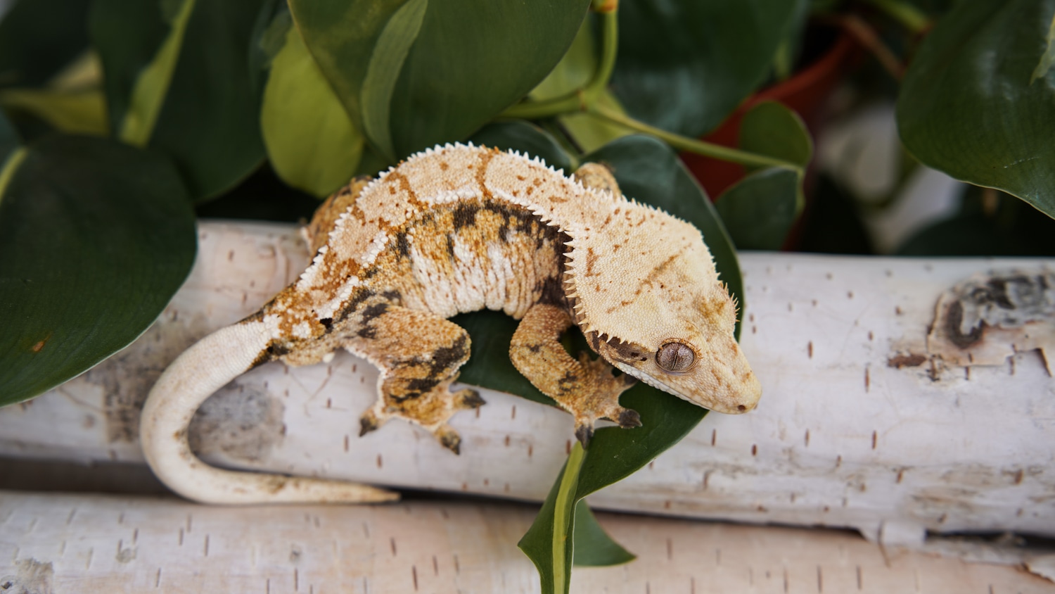 Tricolor Male *FREE SHIPPING* Crested Gecko by Copper State Cresteds ...