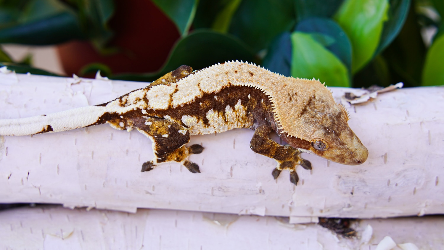White Spot Red Base Tricolor Crested Gecko by Copper State Cresteds ...