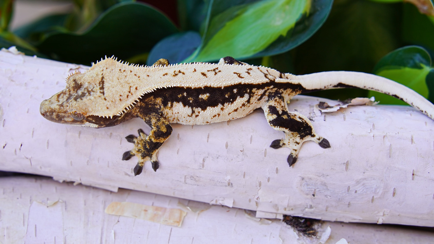Stunning Female White Wall Crested Gecko by Copper State Cresteds ...