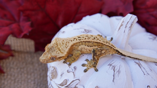Yellow Quad Stripe Crested Gecko by Copper State Cresteds