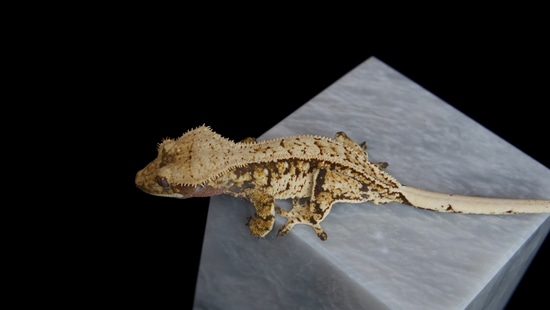 Quality Tricolor Crested Gecko by Copper State Cresteds