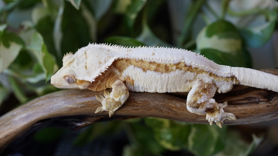 Proven Yellow Lilly White Male Crested Gecko by Copper State Cresteds