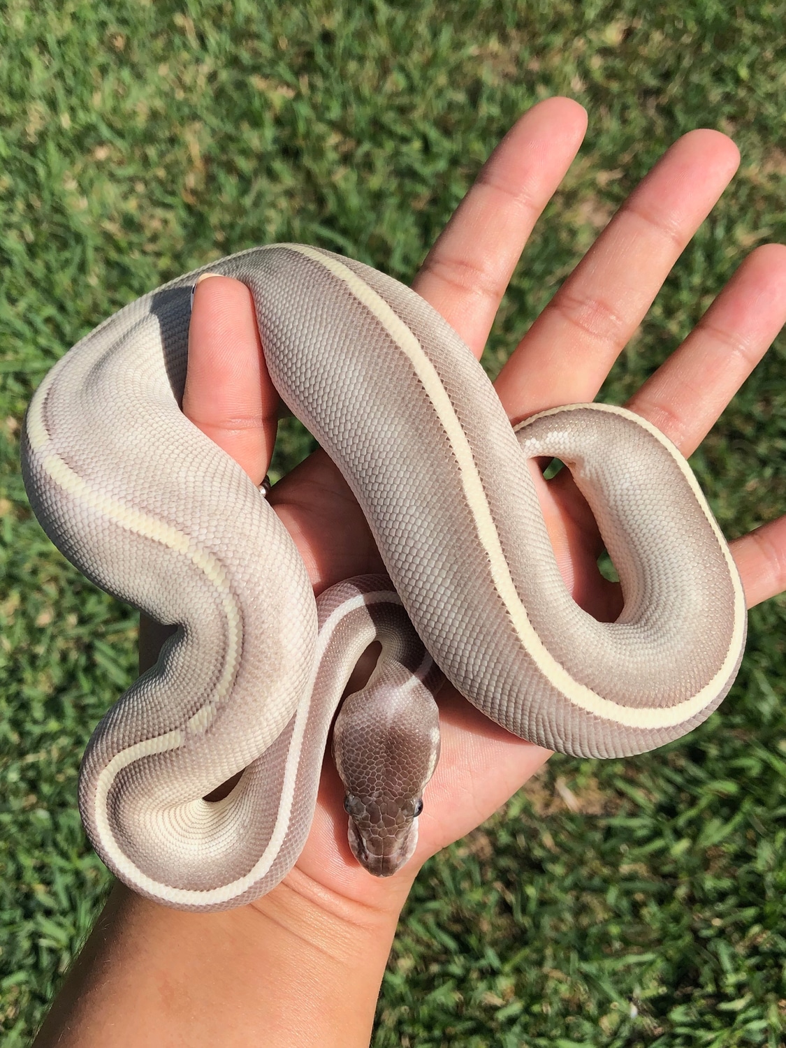 Purple Passion 66% Het Clown Ball Python by Coppinger Reptile Co ...