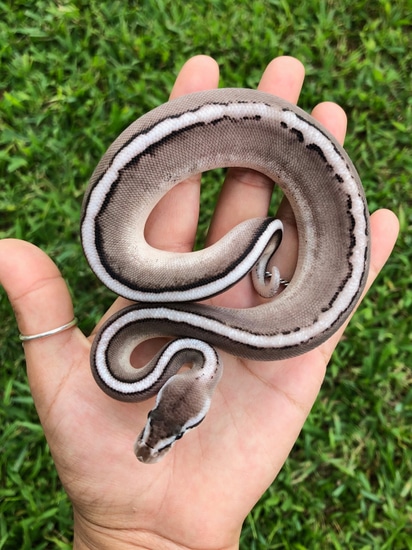 Vpi Axanthic Genetic Stripe Ball Python by Coppinger Reptile Co.